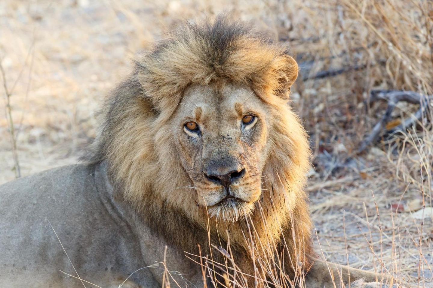 Lion King | Panthera